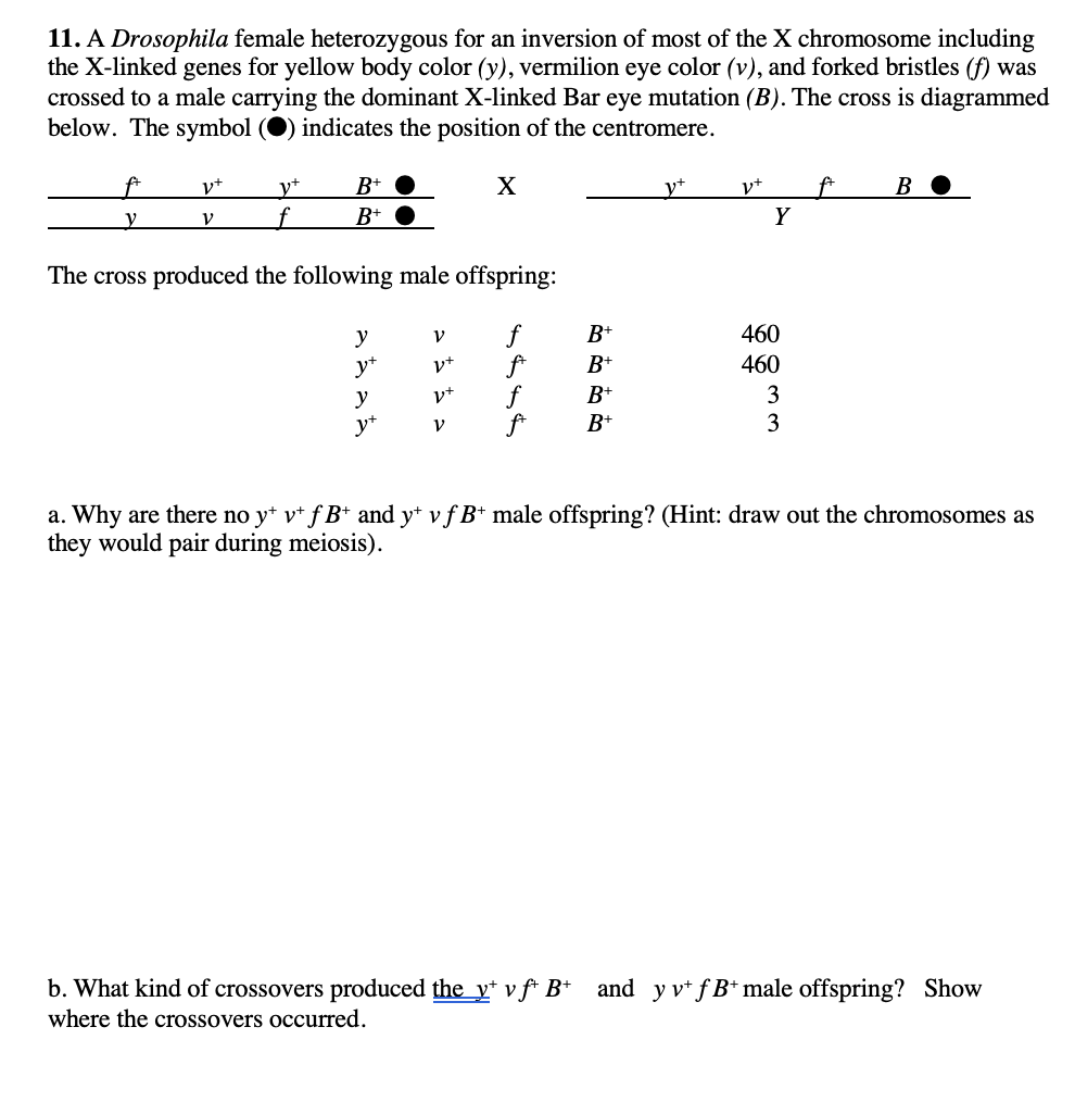 Solved 11. A Drosophila female heterozygous for an inversion | Chegg.com
