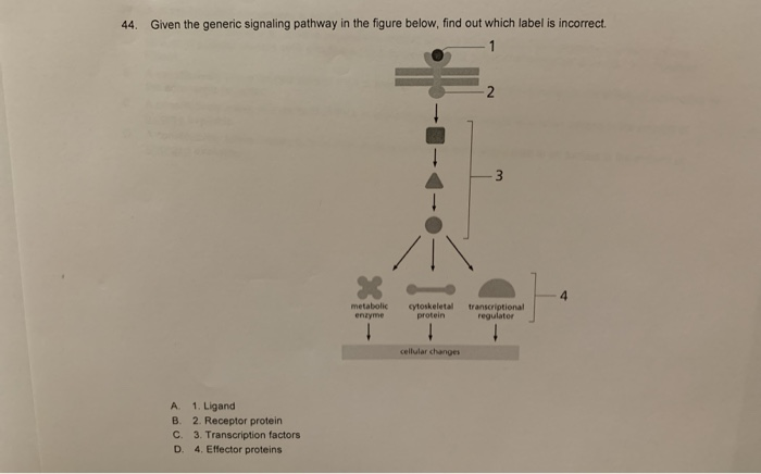 Solved Given the generic signaling pathway in the figure | Chegg.com
