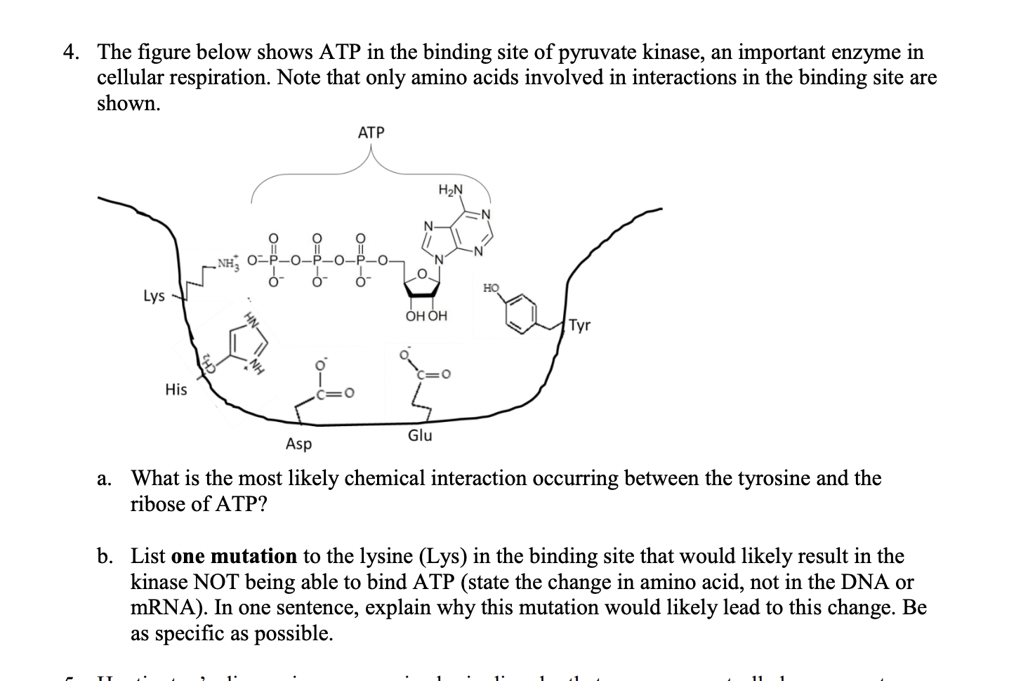 Solved 4. The figure below shows ATP in the binding site of | Chegg.com
