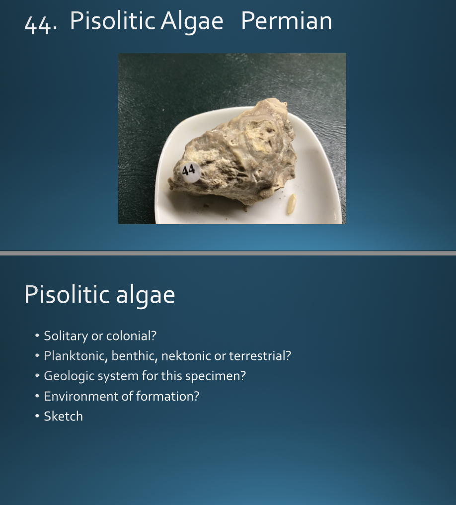 Solved 44. Pisolitic Algae Permian • Solitary or colonial? • | Chegg.com