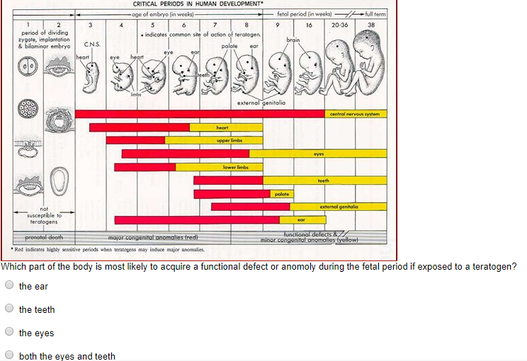 Eight Periods Of Human Development Eight Periods Of Human Development