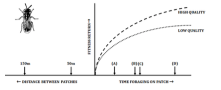 Solved The figure below shows a graphical marginal value | Chegg.com