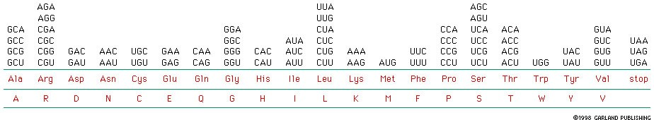 Solved Using the genetic code, translate the following DNA | Chegg.com