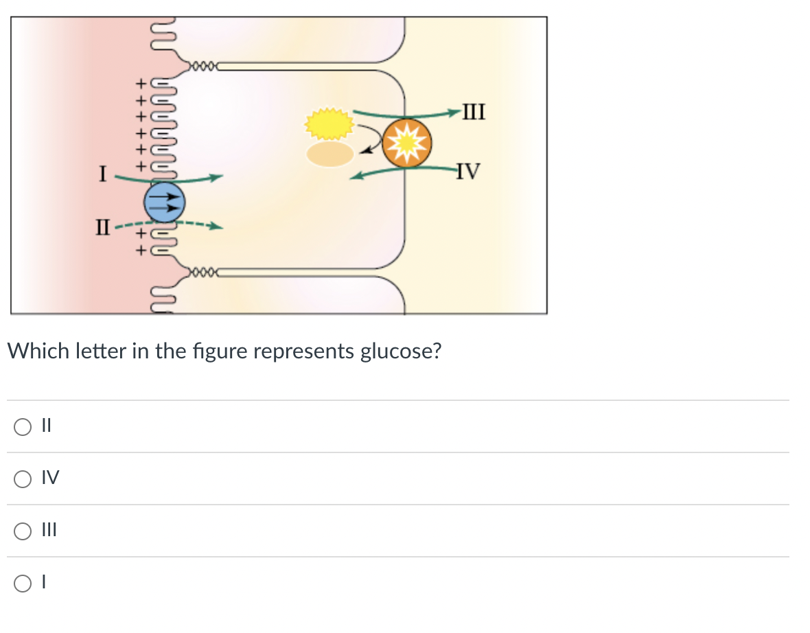 Solved IV ՆՈՈՈՈՈ I II IV +C Which letter in the figure | Chegg.com
