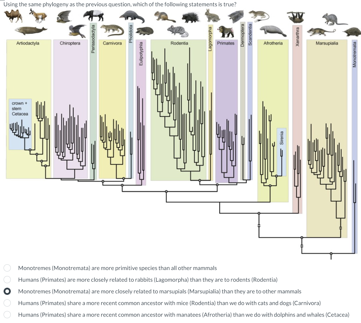 Solved Using the same phylogeny as the previous question, | Chegg.com