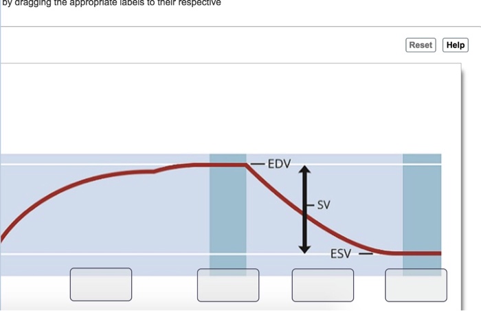 Solved Identify the phases of the cardiac cycle by dragging | Chegg.com