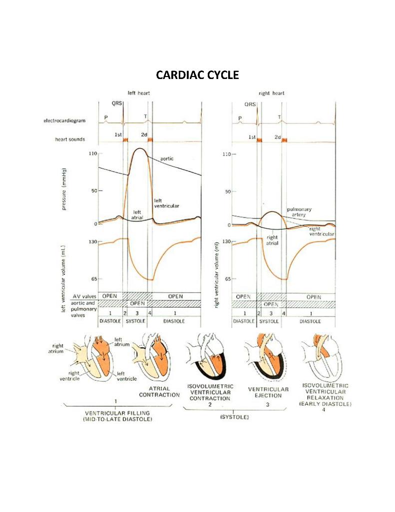 Solved 1. How does the graph of pressure readings in the | Chegg.com