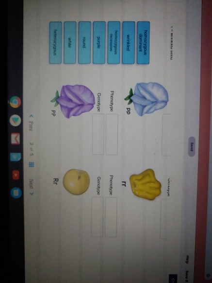 Solved Help Save & tatt Rules of inheritance Using your | Chegg.com