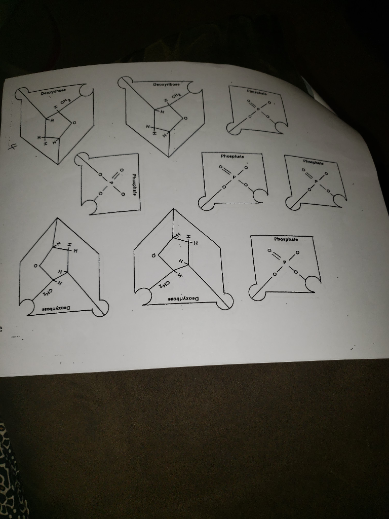 Solved Cut out the DNA puzzle pieces below and tape them | Chegg.com