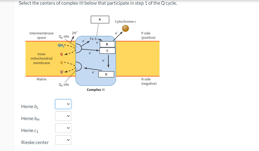Solved Select the centers of complex III below that | Chegg.com