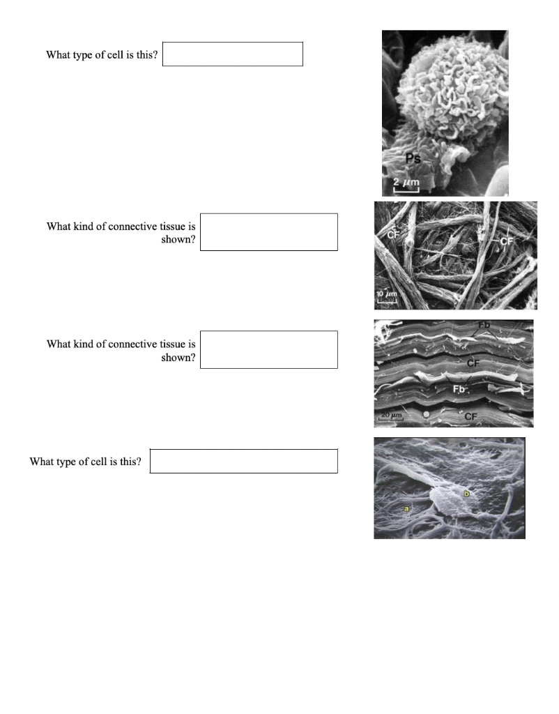 Solved Instructions 1 Answer The Questions By Filling In