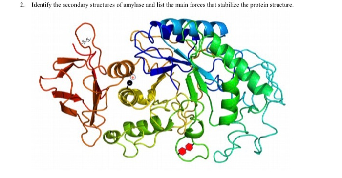 Solved 2. Identify the secondary structures of amylase and | Chegg.com