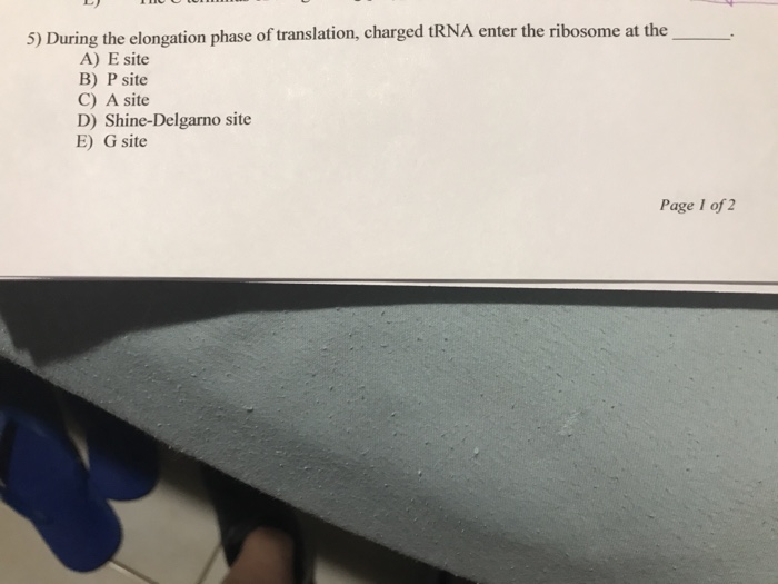 Solved the 5) During the elongation phase of translation, | Chegg.com