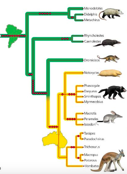 Solved explain the distribution of marsupials in South | Chegg.com