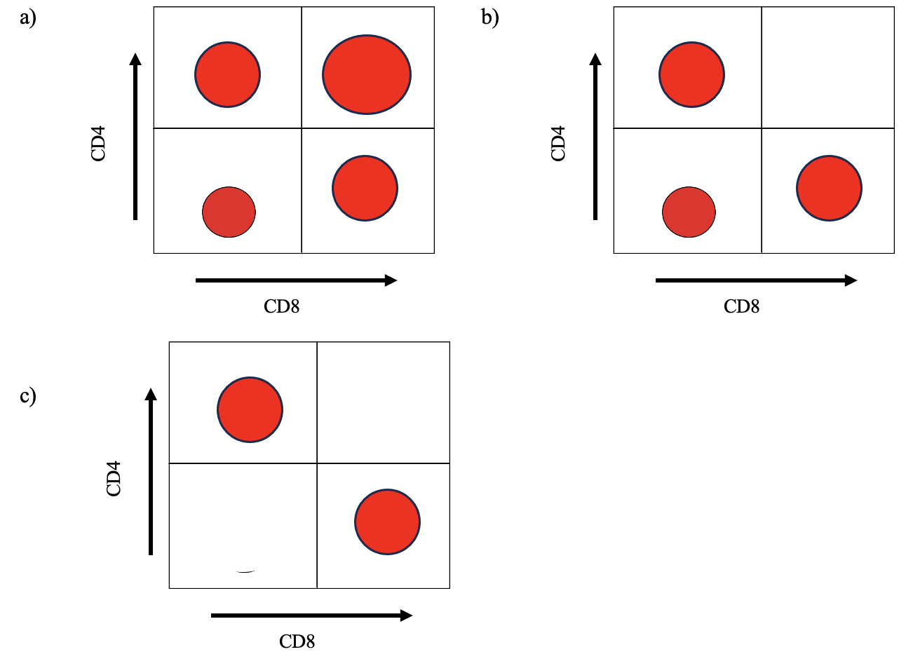 Solved 1) You stain thymocytes obtained from the thymus of | Chegg.com