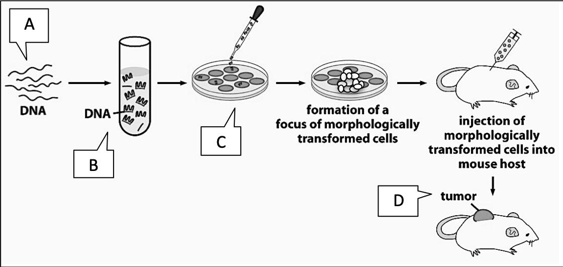 Solved The figure below represents an experiment carried out | Chegg.com