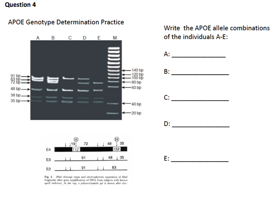 Question 4 APOE Genotype Determination Practice Write | Chegg.com
