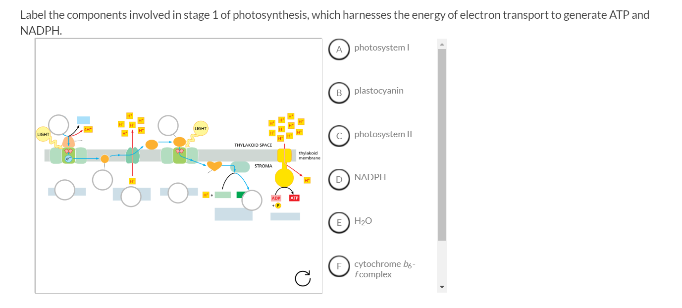 Solved Label the components involved in stage 1 of | Chegg.com