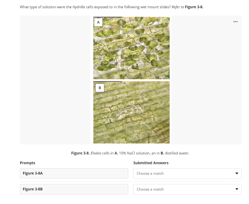 Solved What type of solution were the Hydrilla cells exposed | Chegg.com