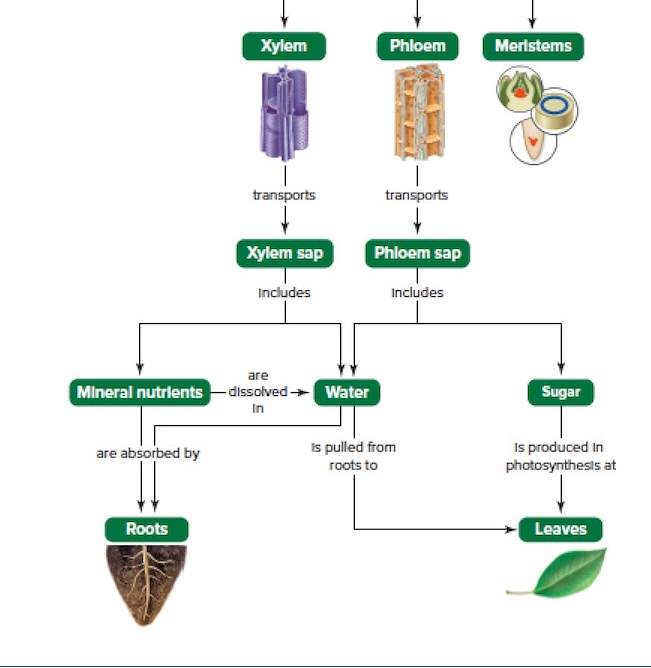 Solved Required information Study the concept map and then | Chegg.com