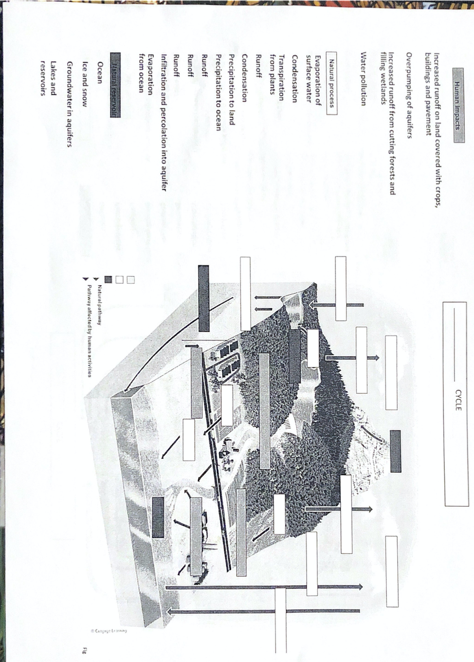 Solved Human Impacts CYCLE Increased runoff on land covered | Chegg.com