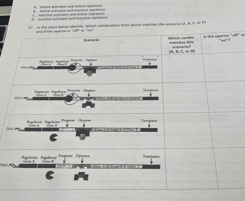 Solved A. Active activator and active repressor B. Active | Chegg.com