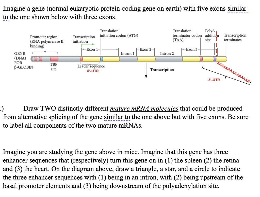 Solved Imagine a gene (normal eukaryotic protein-coding gene | Chegg.com