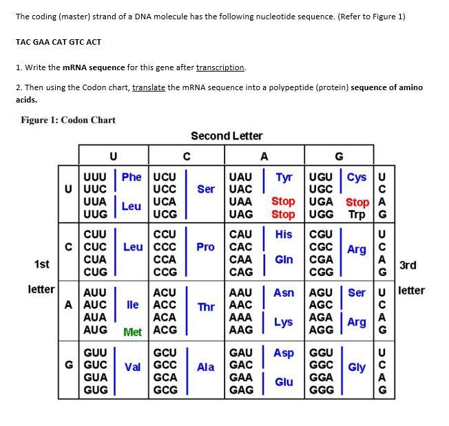 Solved The coding (master) strand of a DNA molecule has the | Chegg.com