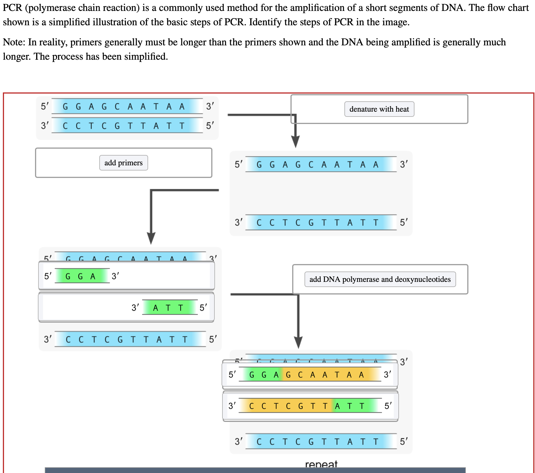 Solved shown is a simplified illustration of the basic steps | Chegg.com
