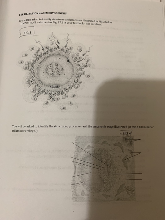 Solved FIGURE 2: Hormone regulation of the MALE REPRODUCTIVE | Chegg.com
