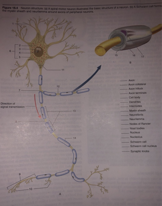 Solved Figure the myelin sheath and neurilemma around axons | Chegg.com