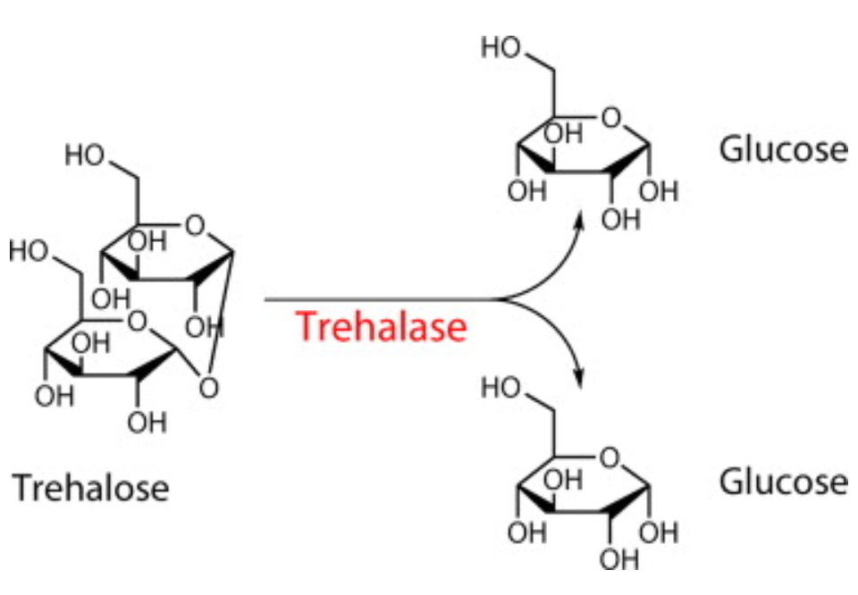 Solved The enzymatic reaction below uses the enzyme | Chegg.com