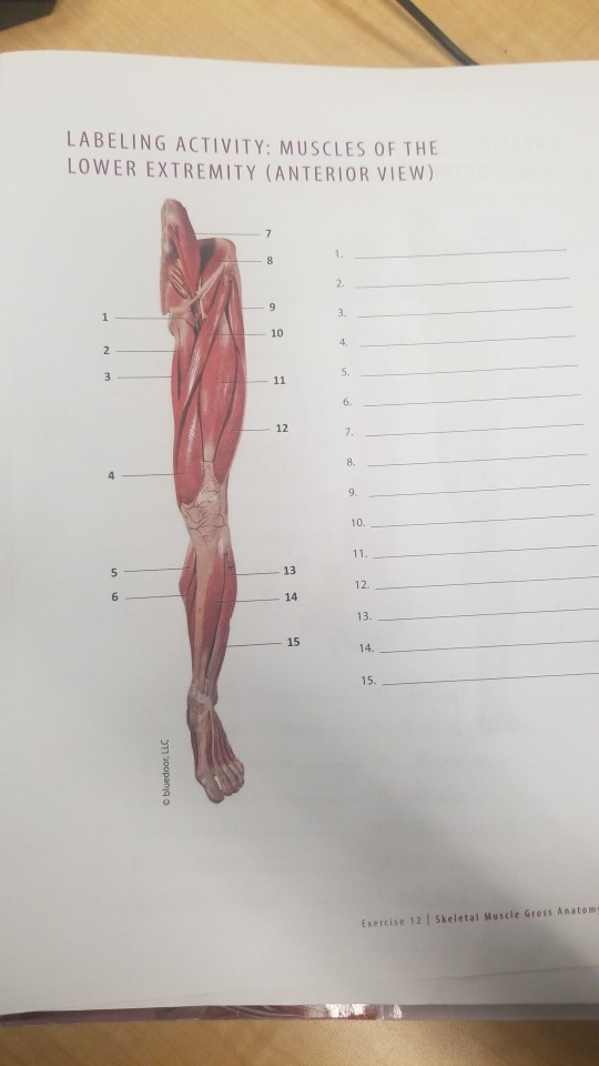 Solved LABELING ACTIVITY: MUSCLES OF THE LOWER EXTREMITY | Chegg.com Solved LABELING ACTIVITY: MUSCLES OF THE LOWER EXTREMITY | Chegg.com