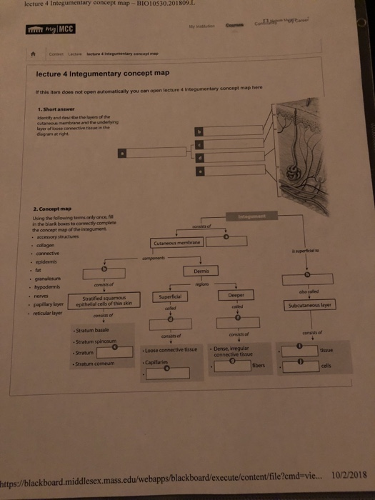 Solved lecture 4 Integumentary concept map- | Chegg.com