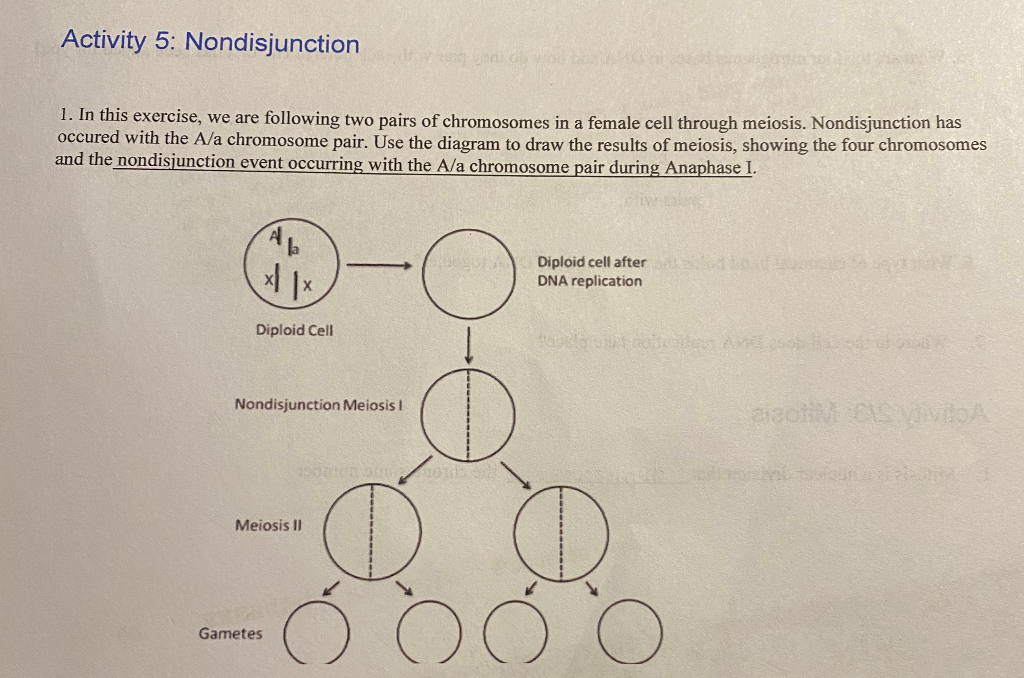 Solved Activity 5: Nondisjunction 1. In this exercise, we | Chegg.com