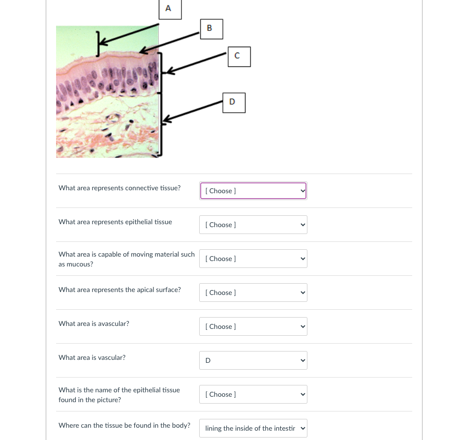 Solved U Question 9 0.25 pts Epithelium consists of (closely | Chegg.com