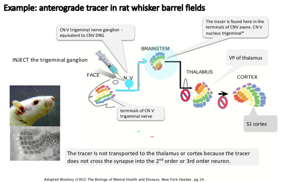 Solved 1. ANTEROGRADE tracer experiment, rat whisker barrel | Chegg.com
