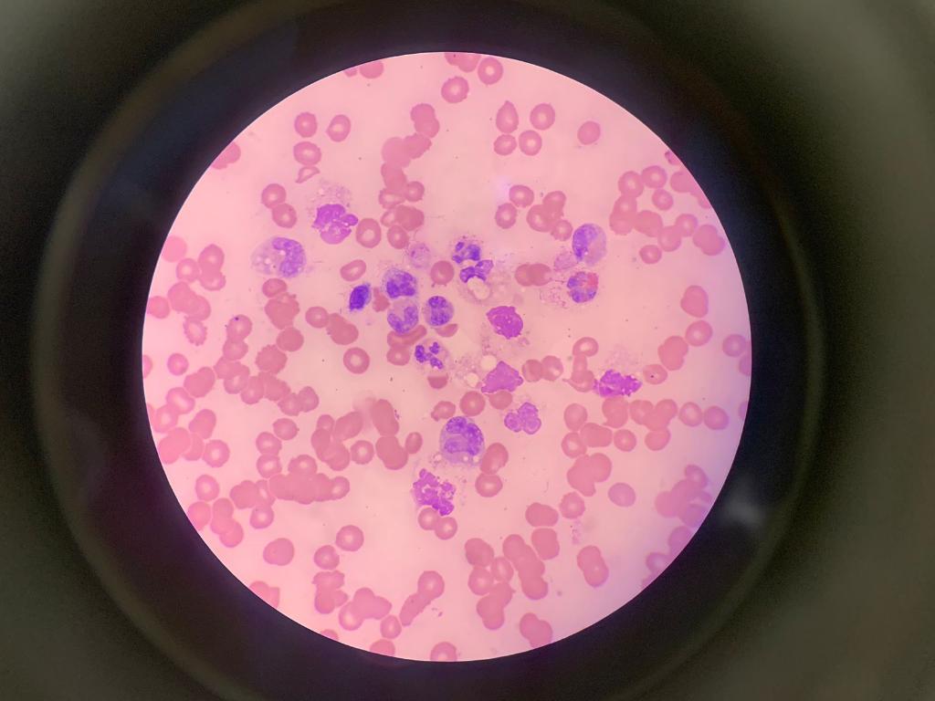 Solved please label and annotate on the following images the | Chegg.com