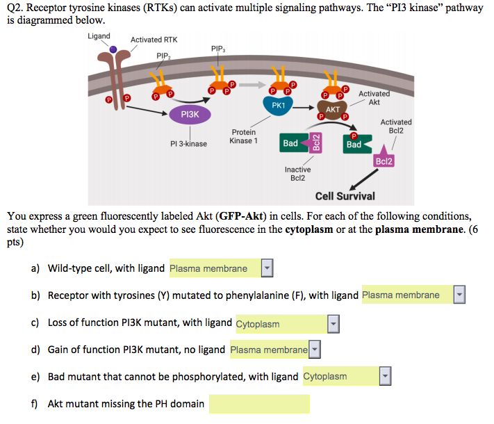 Solved Q2. Receptor tyrosine kinases (RTK) can activate | Chegg.com Solved Q2. Receptor tyrosine kinases (RTK) can activate | Chegg.com
