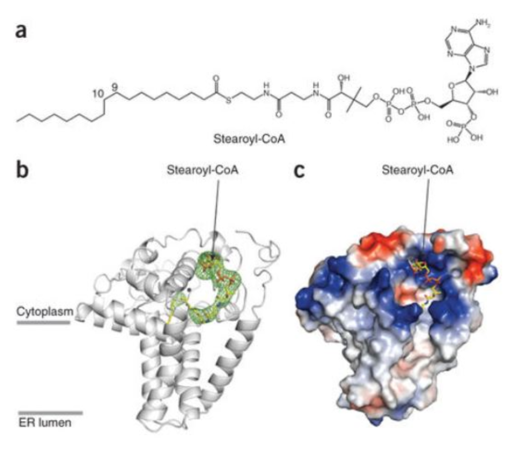Solved 9 10 0 Stearoyl-CoA Stearoyl-CoA Stearoyl-CoA | Chegg.com