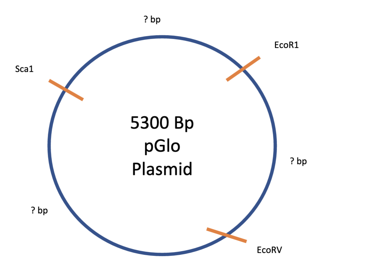 Solved Lane Cut with Enzyme(s) Uncut Plasmid EcoR1 ECORV anm | Chegg.com