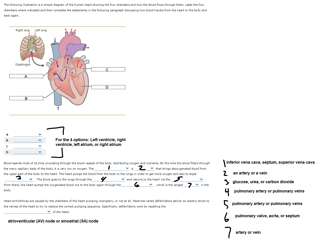 Heart Model Labeled Simple