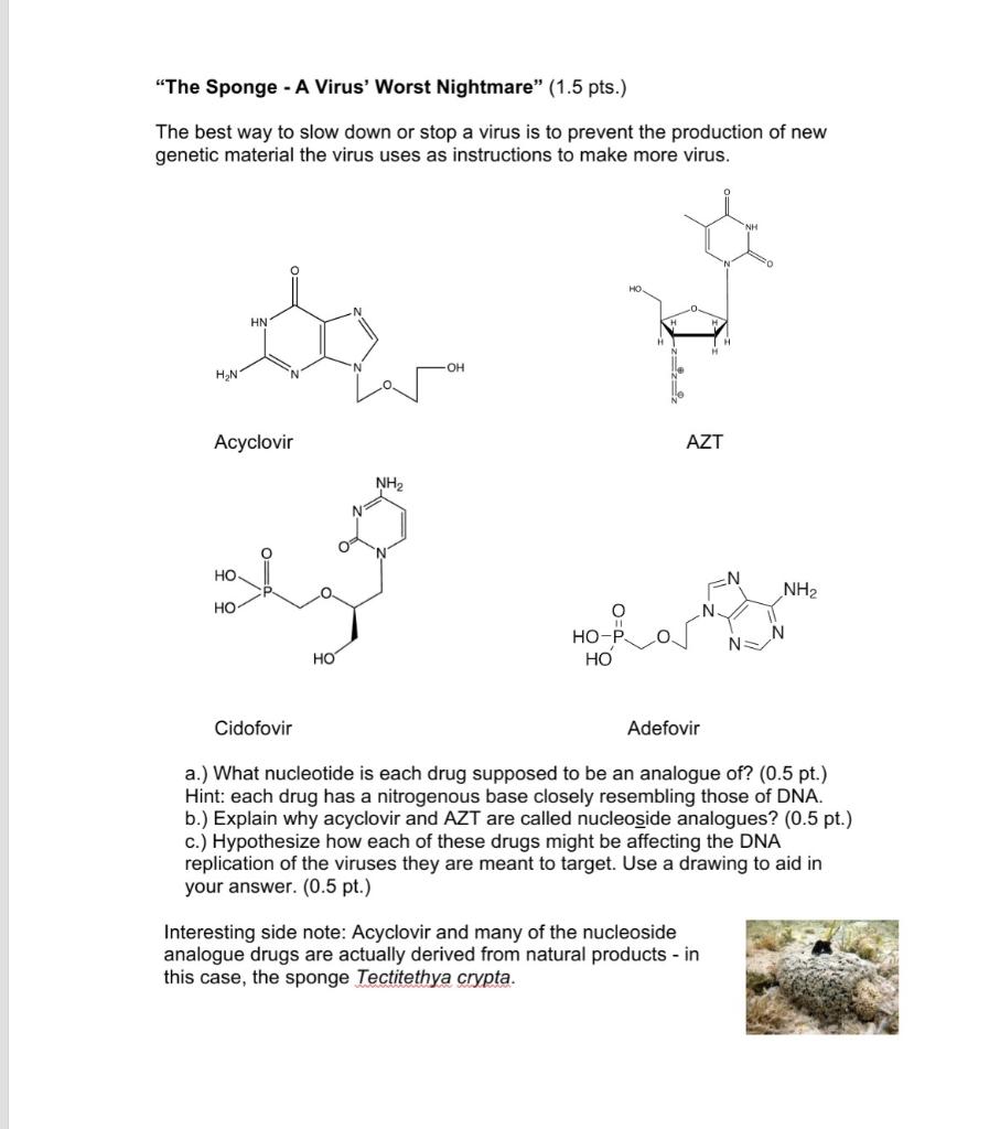Solved "The Sponge - A Virus' Worst Nightmare" (1.5 pts.) | Chegg.com