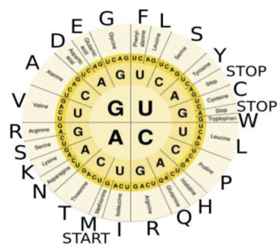 Solved Please answer using Genetic code and central dogma: | Chegg.com