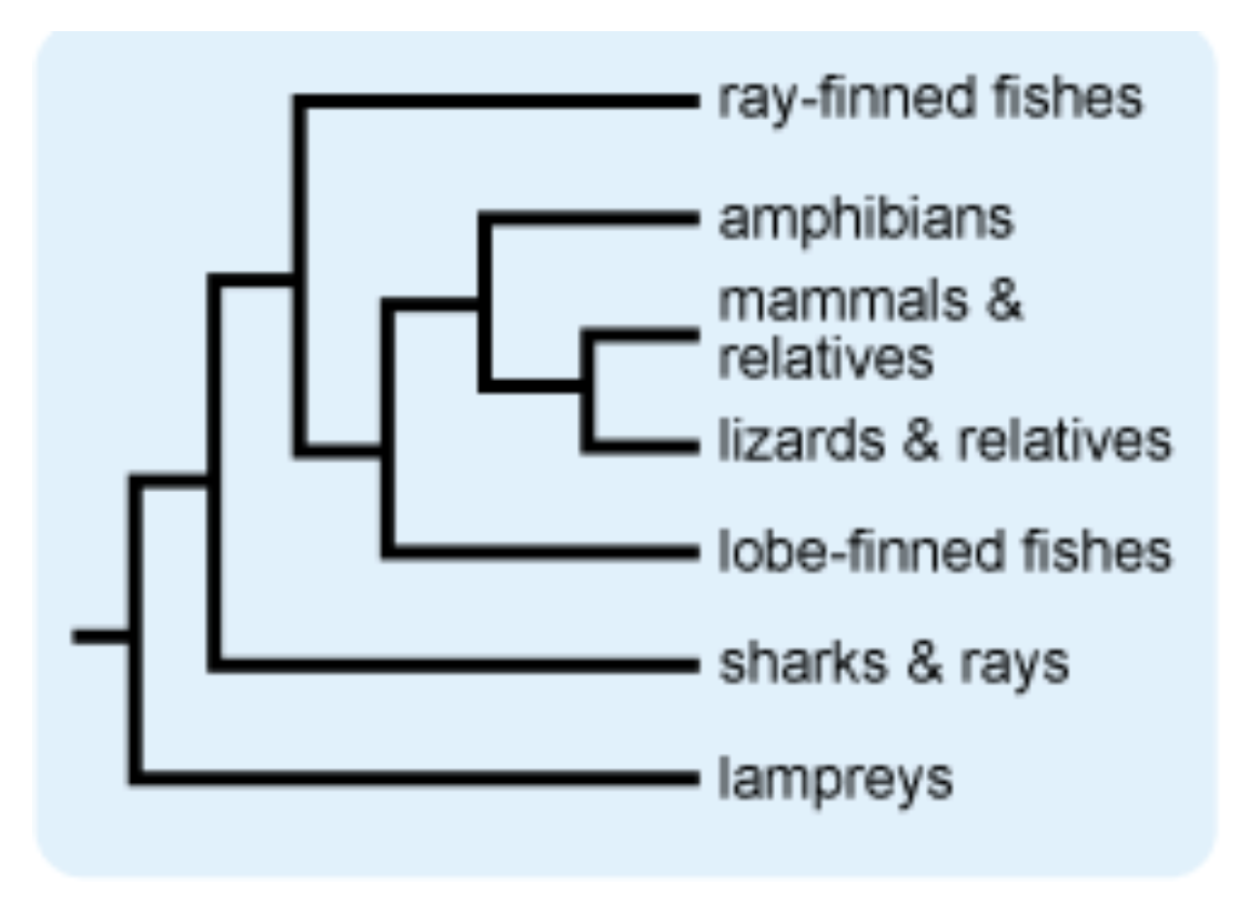 Solved 1. What is the outgroup of this tree? 2. what is a | Chegg.com