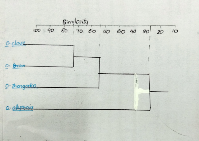 Solved Build a cladogram using the genetic information and | Chegg.com