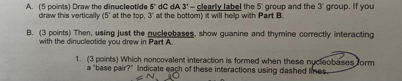 Solved A. (5 points) Draw the dinucleotide 5' dC dA 3'- | Chegg.com