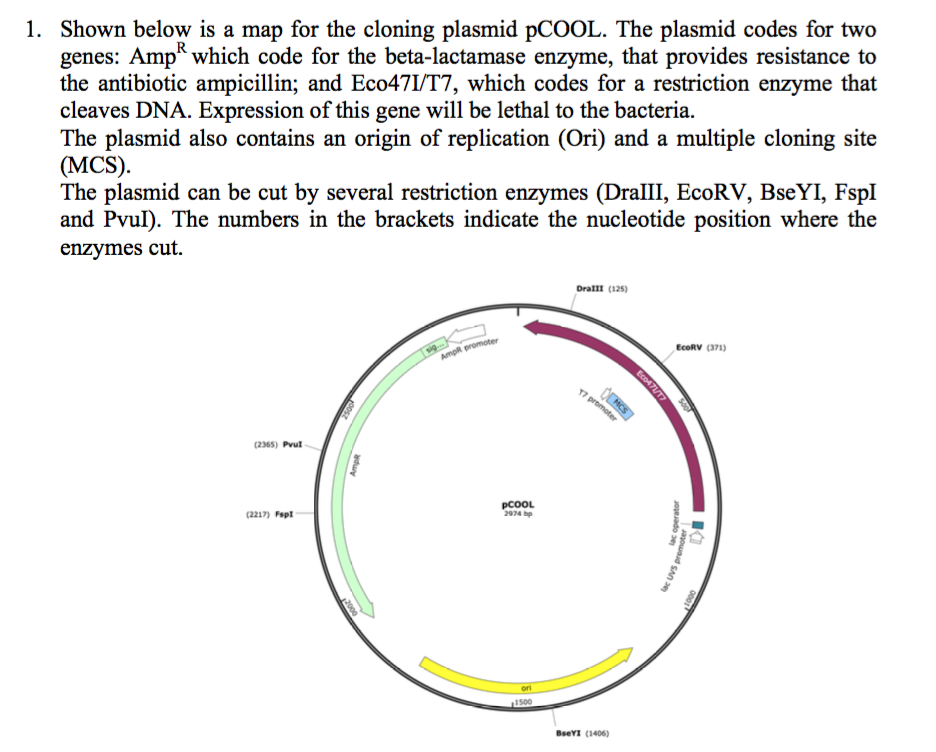 How to Determine Which Enzymes to Use to Cut Plasmid