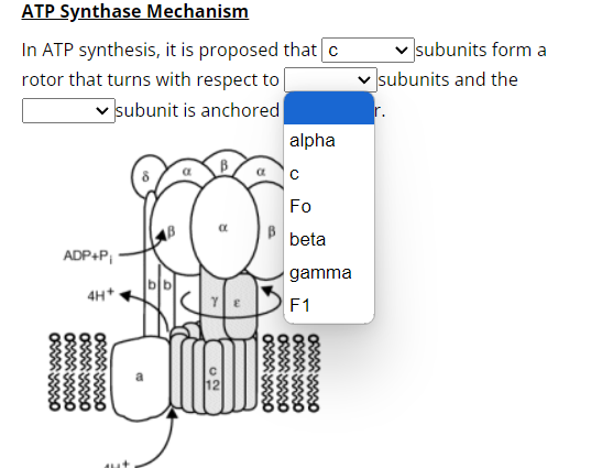Solved ATP Synthase MechanismIn ATP synthesis, it is | Chegg.com