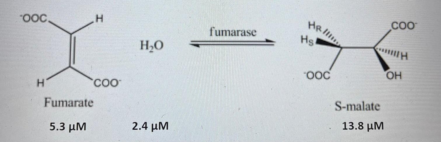 Solved The mitochondrial enzyme fumarase is involved in the | Chegg.com
